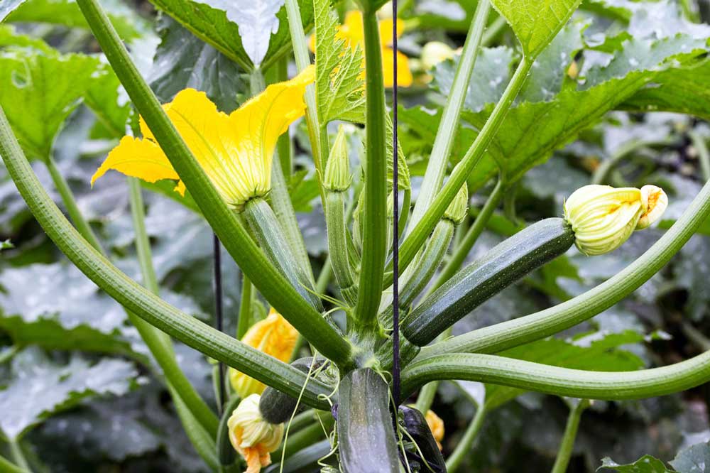 Our Essential Guide: How To Grow Courgettes & Squash | Rhino Greenhouses UK