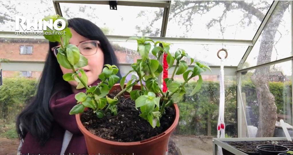 Introducing the Mushroom Plant - An Unusual Herb for Cooking | Rhino ...